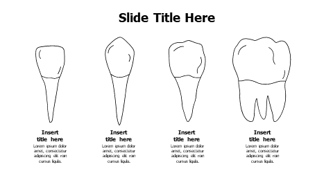 4 points outline tooth growing levels infographic Inforgraphics & Slides